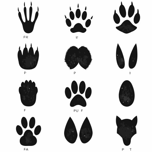 Detailed animal tracks chart for wildlife Vector Image