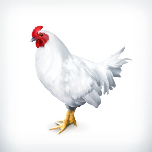 Chicken Vector Images (over 220,000)