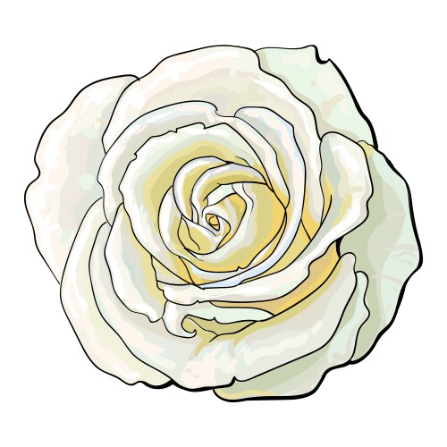 Deep pink rose top view isolated sketch Royalty Free Vector