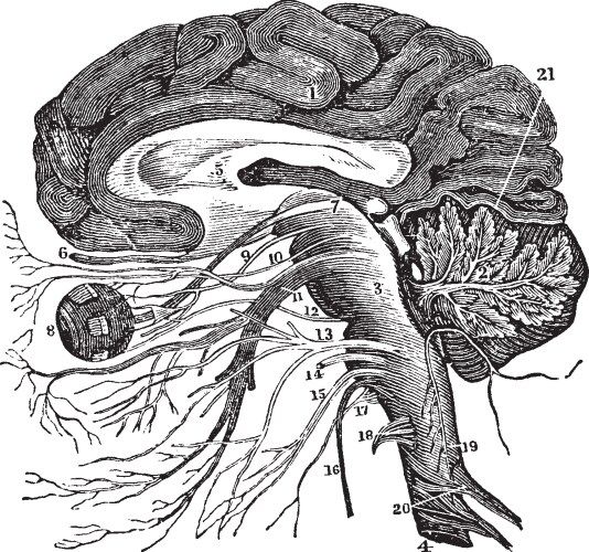 Brain Section Vector Images (over 1,000)
