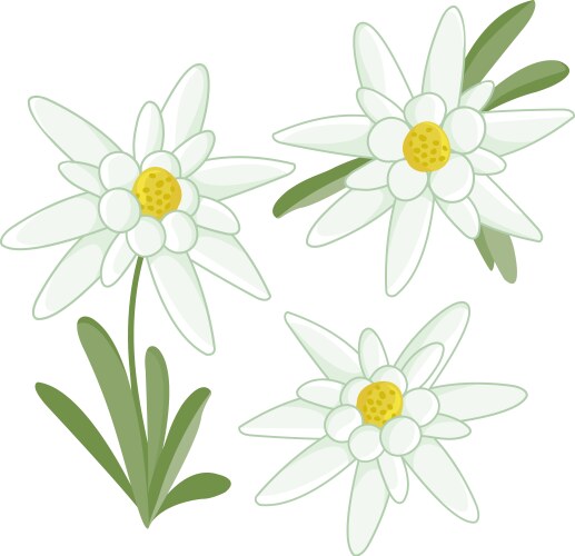 Edelweiss flower collection Royalty Free Vector Image