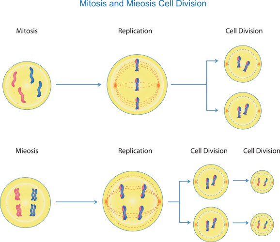 Mitosis cell division in biology Royalty Free Vector Image