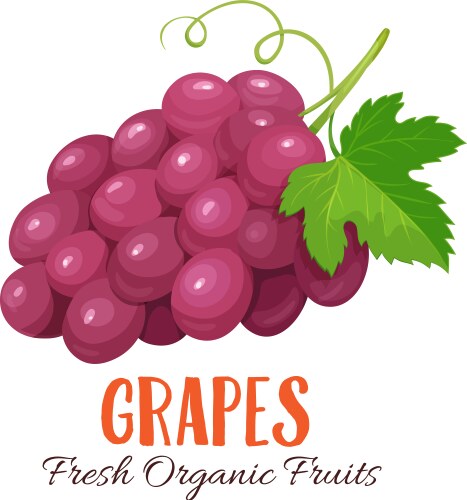 Cartoon fresh grapes isolated on white background Vector Image