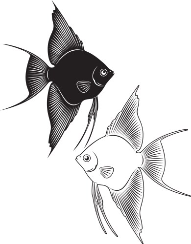 Angelfish Vector Images (over 2,700)