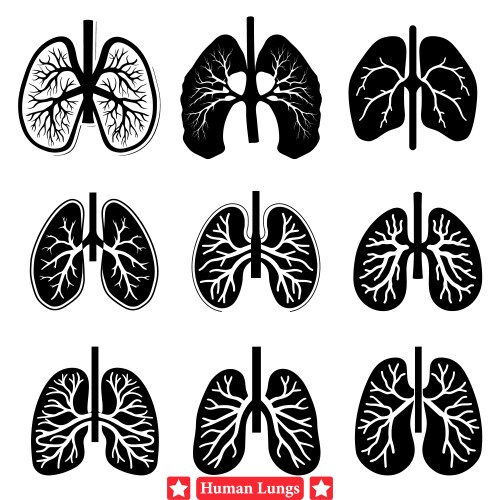 Human lungs graphics set offering comprehensive Vector Image