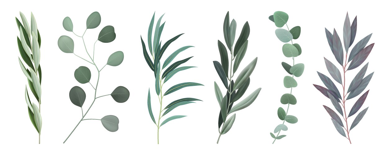 Eucalyptus Vector Images (over 20,000)