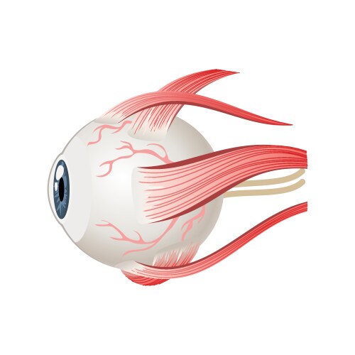 Eye Eyeball Vector Images (over 31,000)