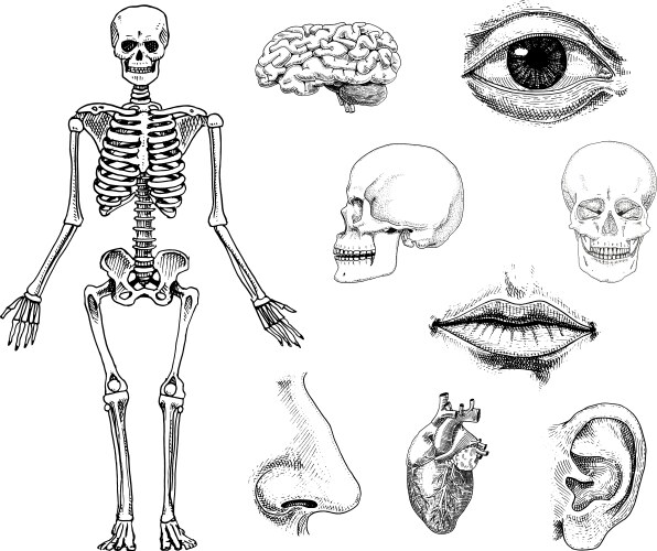 Human biology organs anatomy Royalty Free Vector Image
