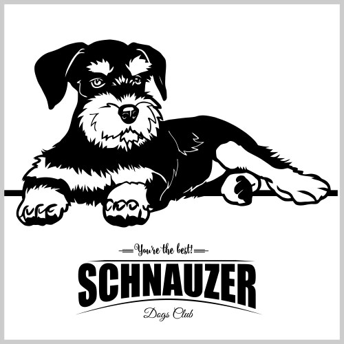 Miniature schnauzer dog Royalty Free Vector Image