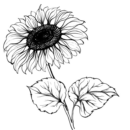 Sunflower Vector Images (over 53,000)