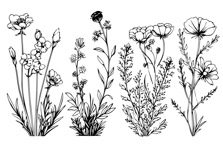 Hand drawn ink sketch of meadow wild flower Vector Image
