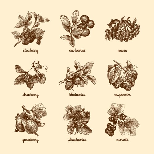 Collection of hand drawn sketched berries Vector Image