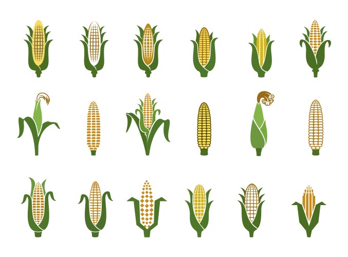 Corn stalk Royalty Free Vector Image - VectorStock