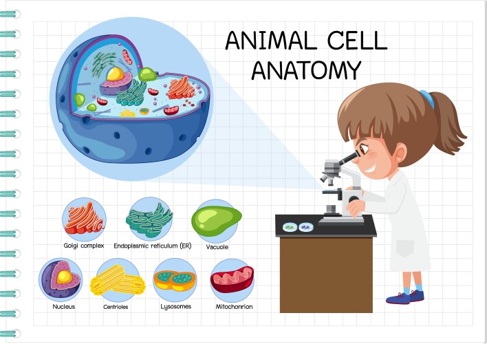 Animal Cell Diagram - Detailed Anatomy – Royalty-Free Vector | VectorStock