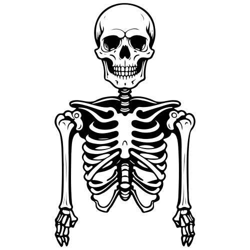 Sketches skeleton drawing line head art Royalty Free Vector