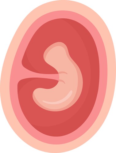 Pregnant Woman Inside Anatomy Vector Images (over 120)