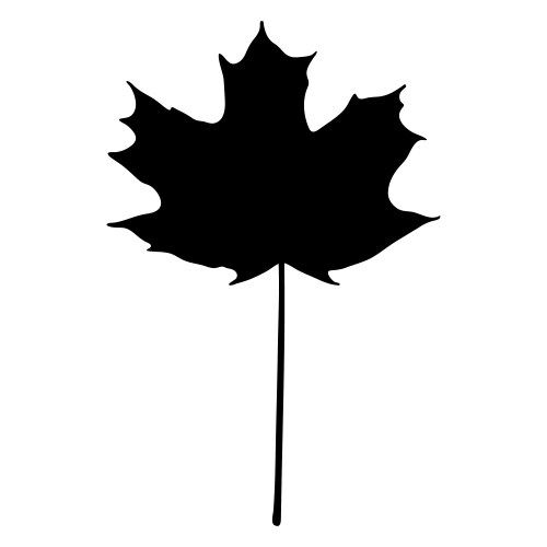 Sugar Maple Leaf Outline
