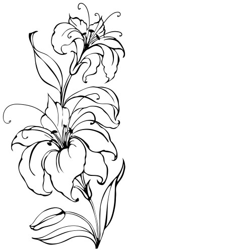 Lily Vector Images (over 42,000)