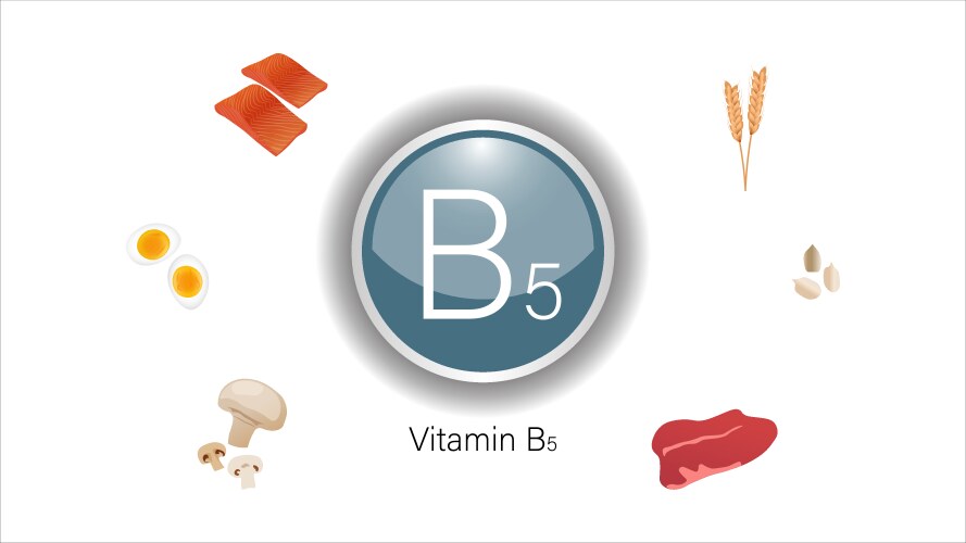 Vitamin b5 pantothenic molecular structure Vector Image