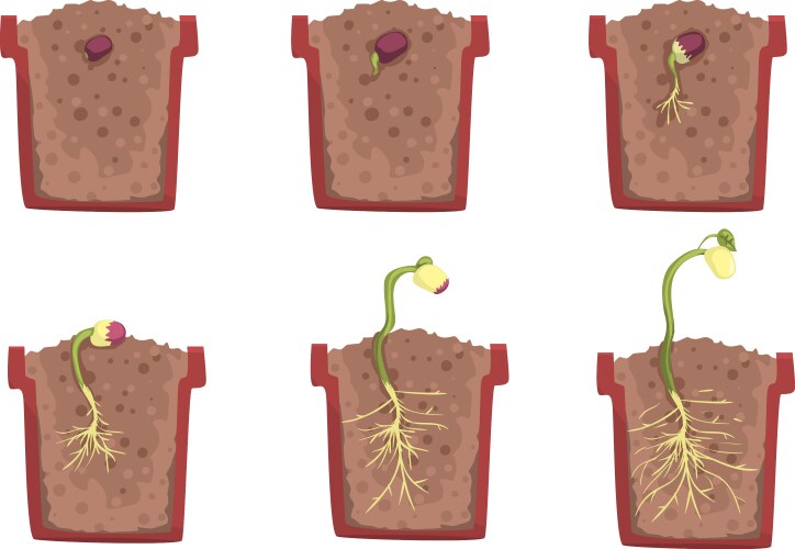 Germination Vector Images (over 4,700)