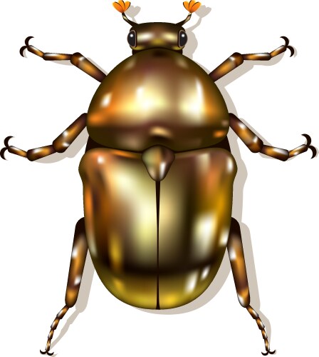 Colorado potato beetle Royalty Free Vector Image