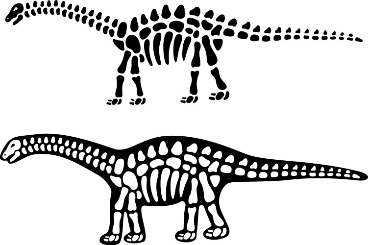Brontosaurus skeleton fossil body Royalty Free Vector Image