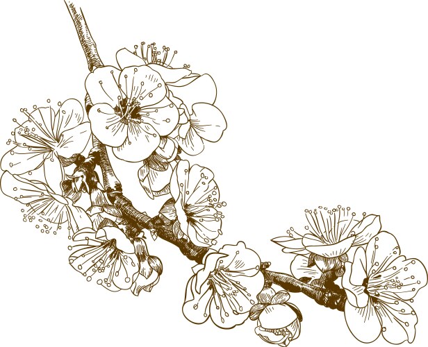 Cherry Blossom Drawing Vector Images (over 6,200)