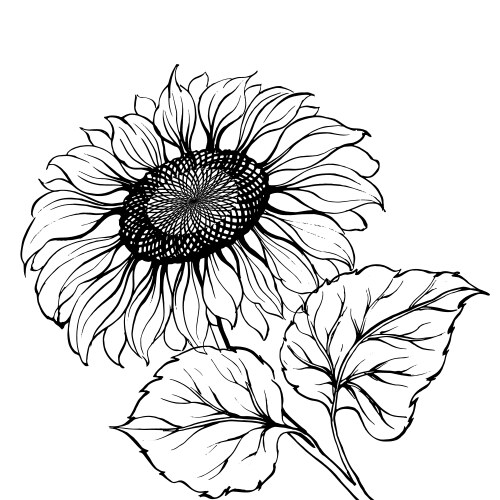 Sunflower Vector Images (over 47,000)