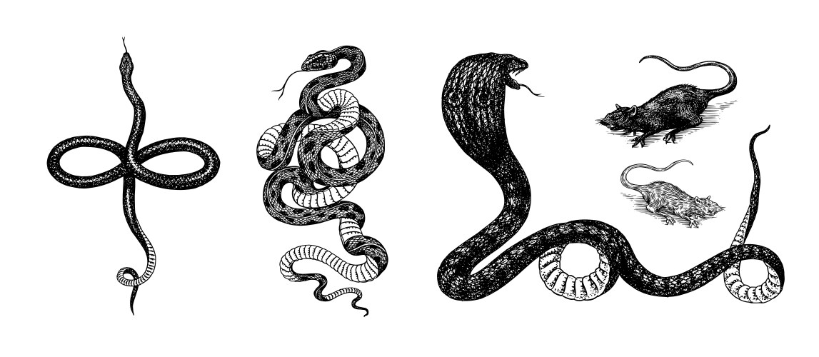 Snake Woodcut Sketch Vector Images (over 150)
