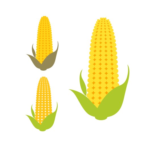 Farm corn Royalty Free Vector Image - VectorStock