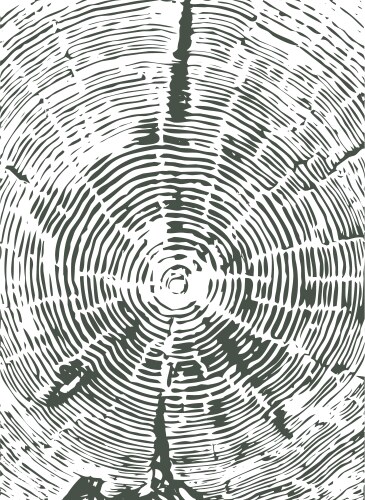 Realistic texture of the tallest green tree Vector Image