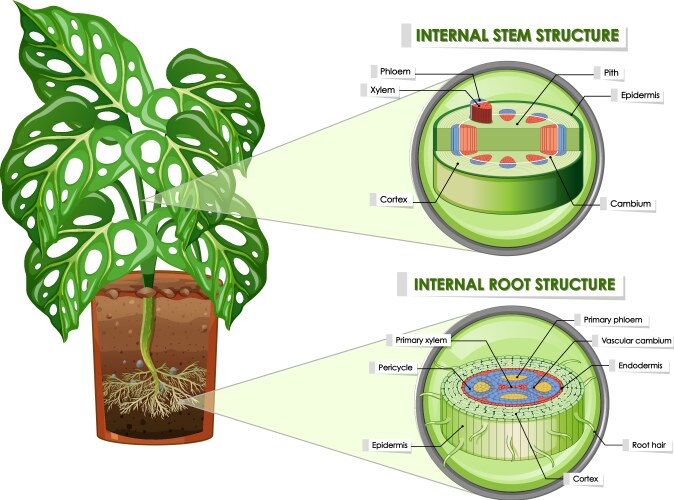 Diagram showing stem and root structure Royalty Free Vector