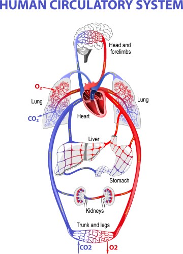 Blood flow in human circulatory system Royalty Free Vector