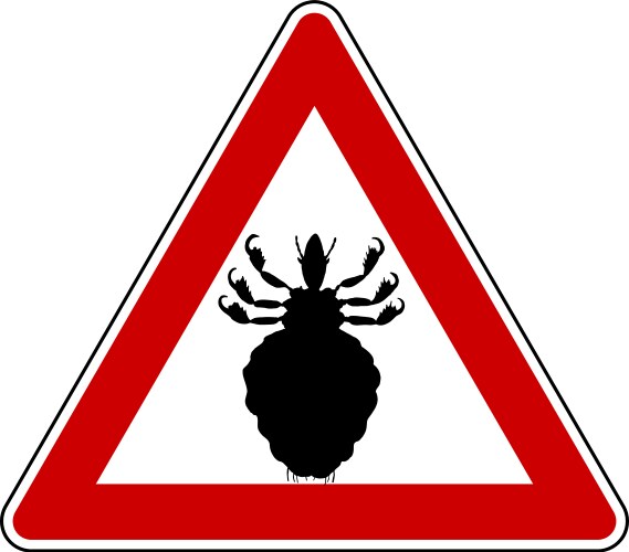 Head lice risk factors symptoms and treatment Vector Image