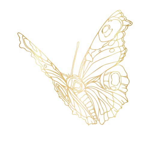 Gold Butterfly Logo Vector Images (over 1,200)