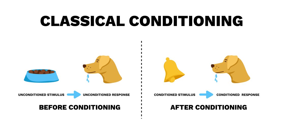 Classical Conditioning Explained – Royalty-Free Vector | VectorStock