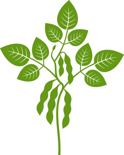 Soybean Royalty Free Vector Image - VectorStock