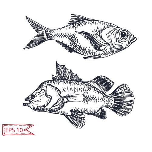 Redfish Vector Images & Graphics for Commercial Use | VectorStock