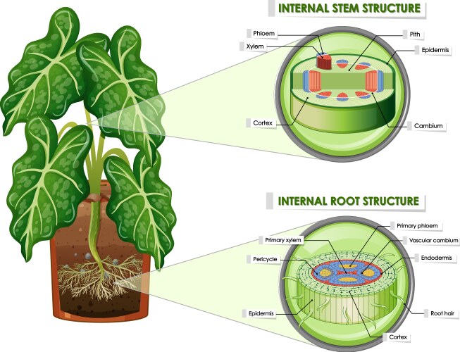 Diagram showing stem and root structure Royalty Free Vector