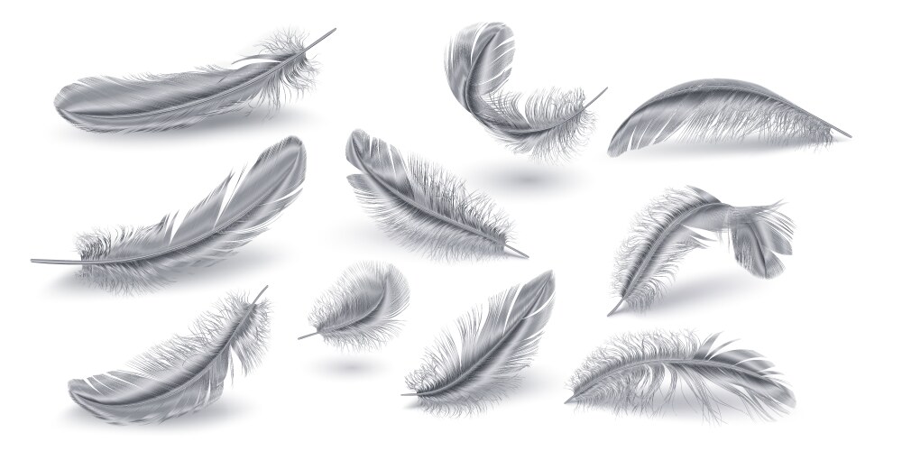 Gentle feathers line realistic set Royalty Free Vector Image