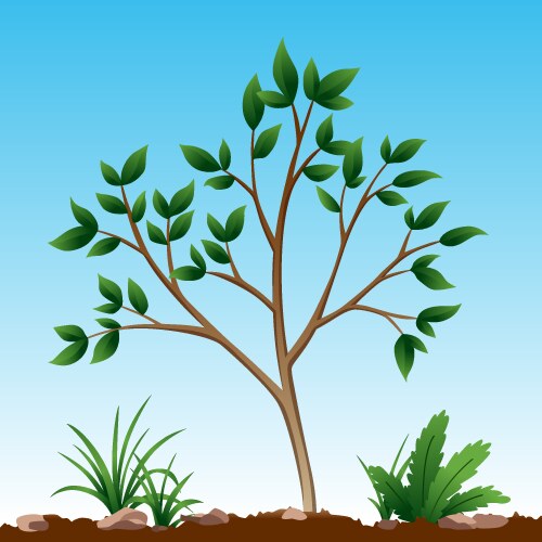 Photosynthesis process tree produce oxygen using Vector Image