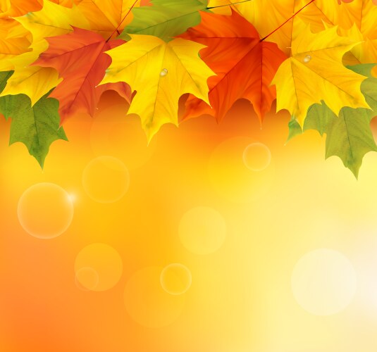 Autumn fall background with bright golden maple Vector Image