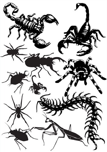 Insects Royalty Free Vector Image Vectorstock