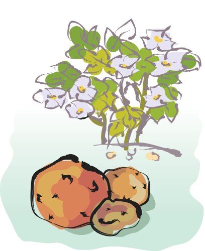 Potatoes on the field Royalty Free Vector Image