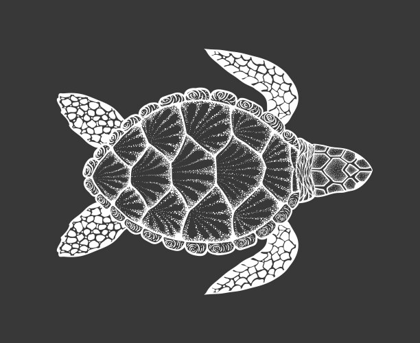 Tortoise Outline Vector Images (over 3,000)