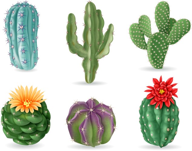 Cactus realistic set Royalty Free Vector Image