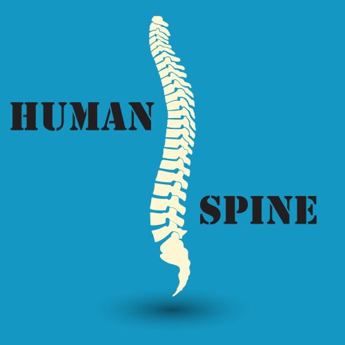 Spine Vector Images (over 28,000)