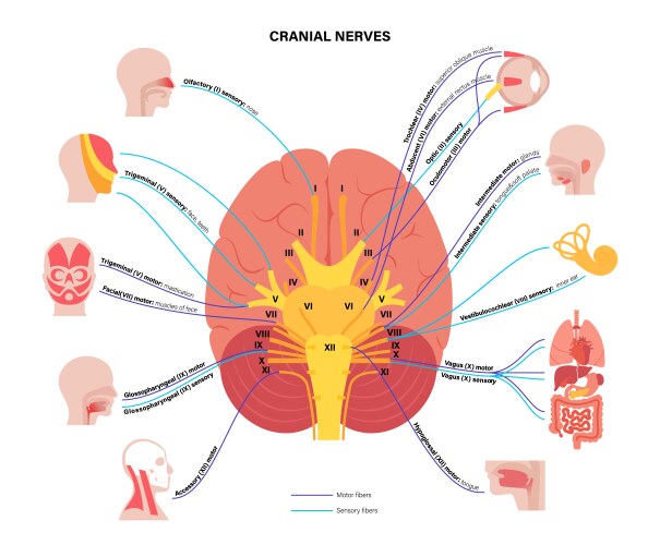 Cranial nerves diagram Royalty Free Vector Image