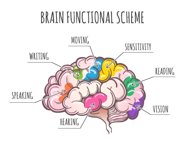 Human brain anatomy Royalty Free Vector Image - VectorStock