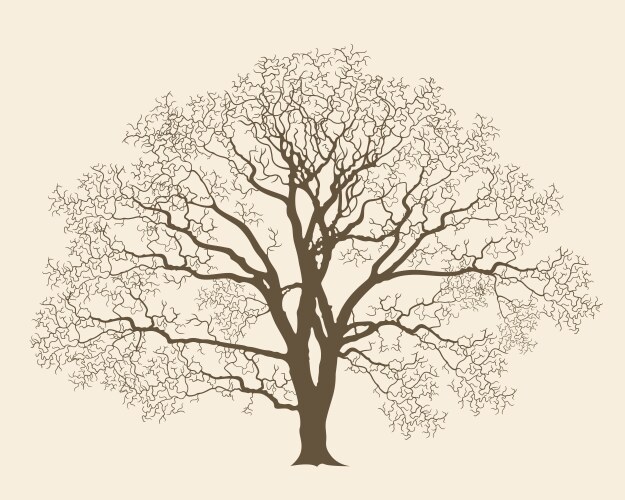 Oak Trees Vector Images (over 57,000)